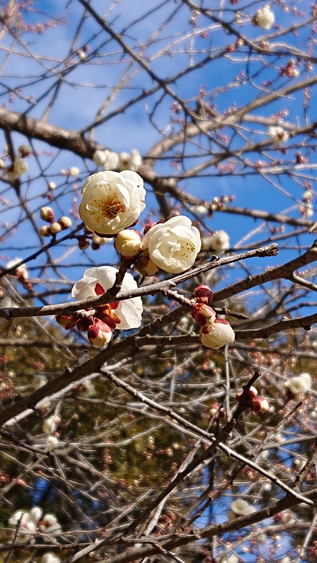 多度山 / b-Dragonさんの多度山・美濃松山・石津御嶽の活動データ | YAMAP / ヤマップ
