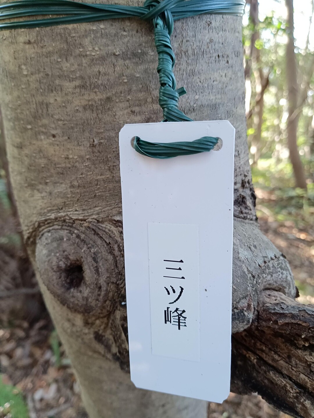 三ツ峰 / k54さんの小笠山の活動データ | YAMAP / ヤマップ