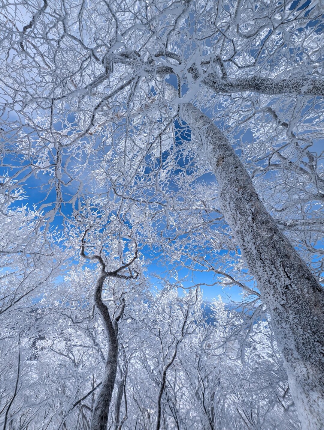 黒檜山（赤城山）・駒ヶ岳 / nicomomoさんの赤城山・黒檜山・荒山の活動データ | YAMAP / ヤマップ