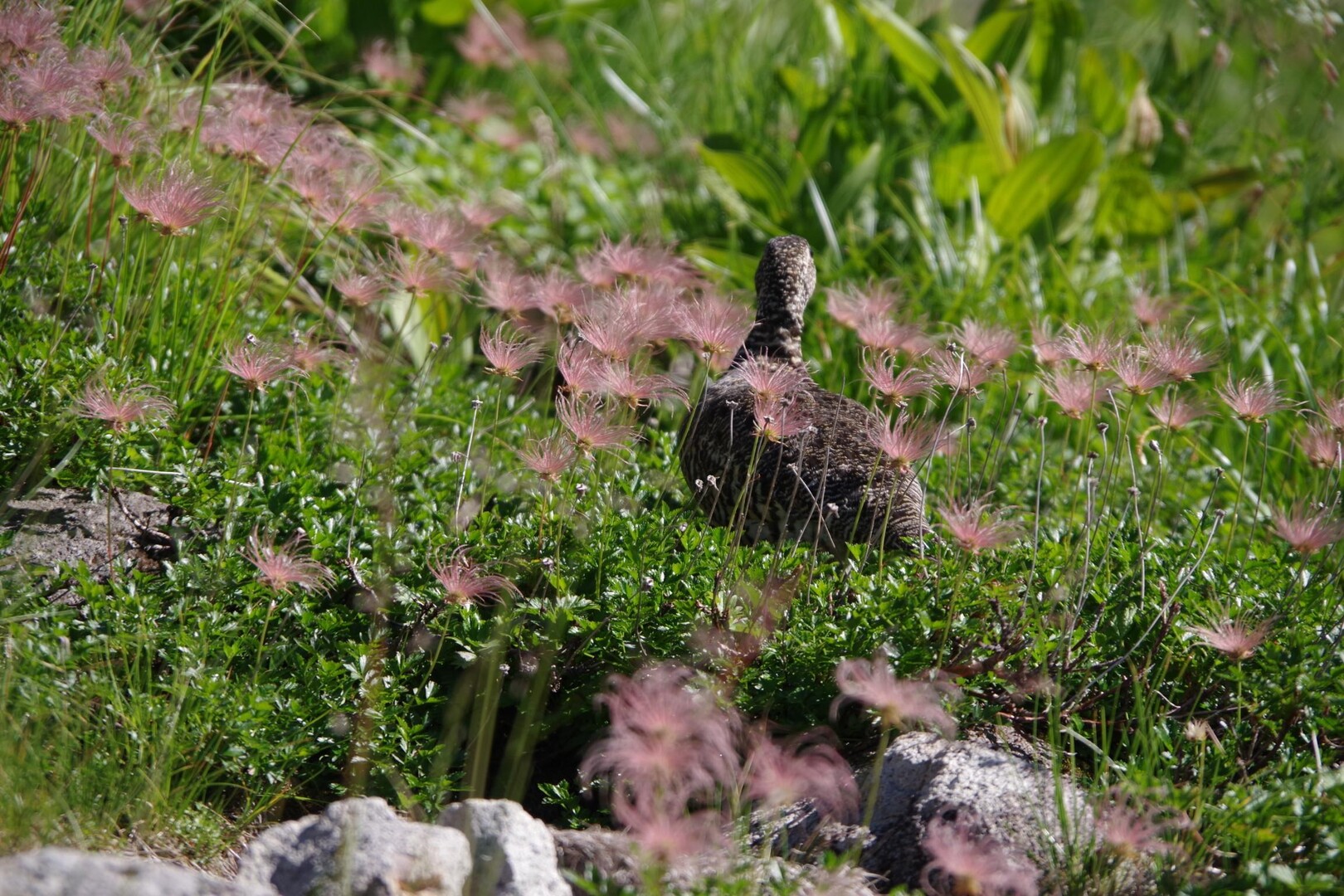 aki_yamaのページ | YAMAP / ヤマップ