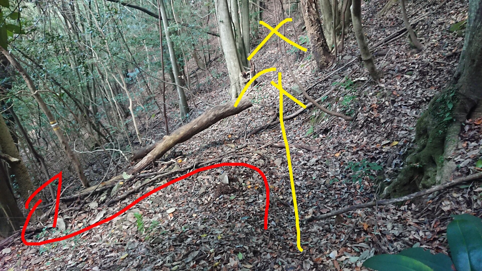 R1さんの投稿したフィールドメモ | YAMAP / ヤマップ