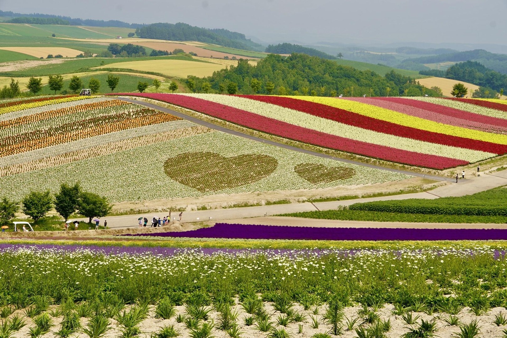 美瑛・富良野のラベンダー他🪻 7/11... / yosi＆ryoさんのモーメント | YAMAP / ヤマップ