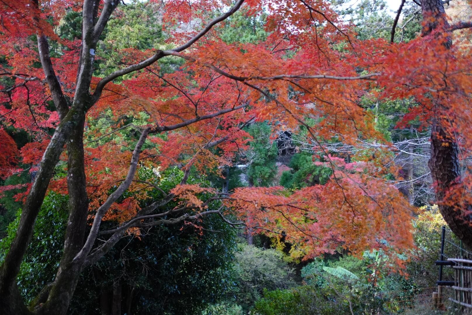 あっという間の週末 26分登頂 / ta2さんの鳴神山・吾妻山の活動データ | YAMAP / ヤマップ