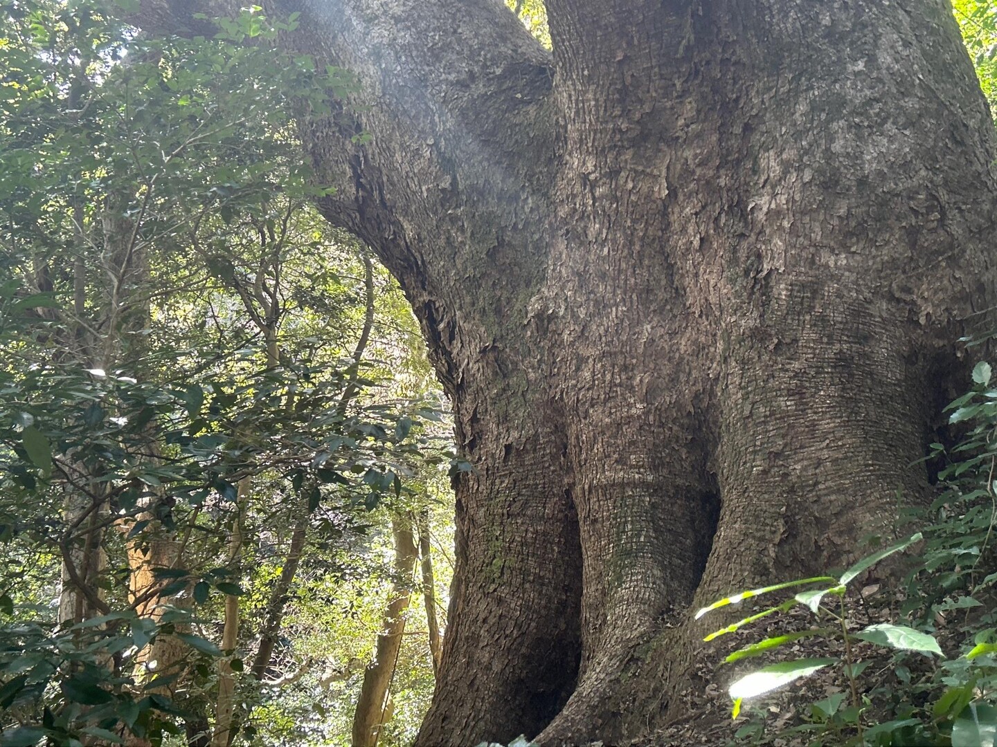 香椎低山ぐるり周回 / yes_csさんの立花山・三日月山・城ノ越山の活動データ | YAMAP / ヤマップ