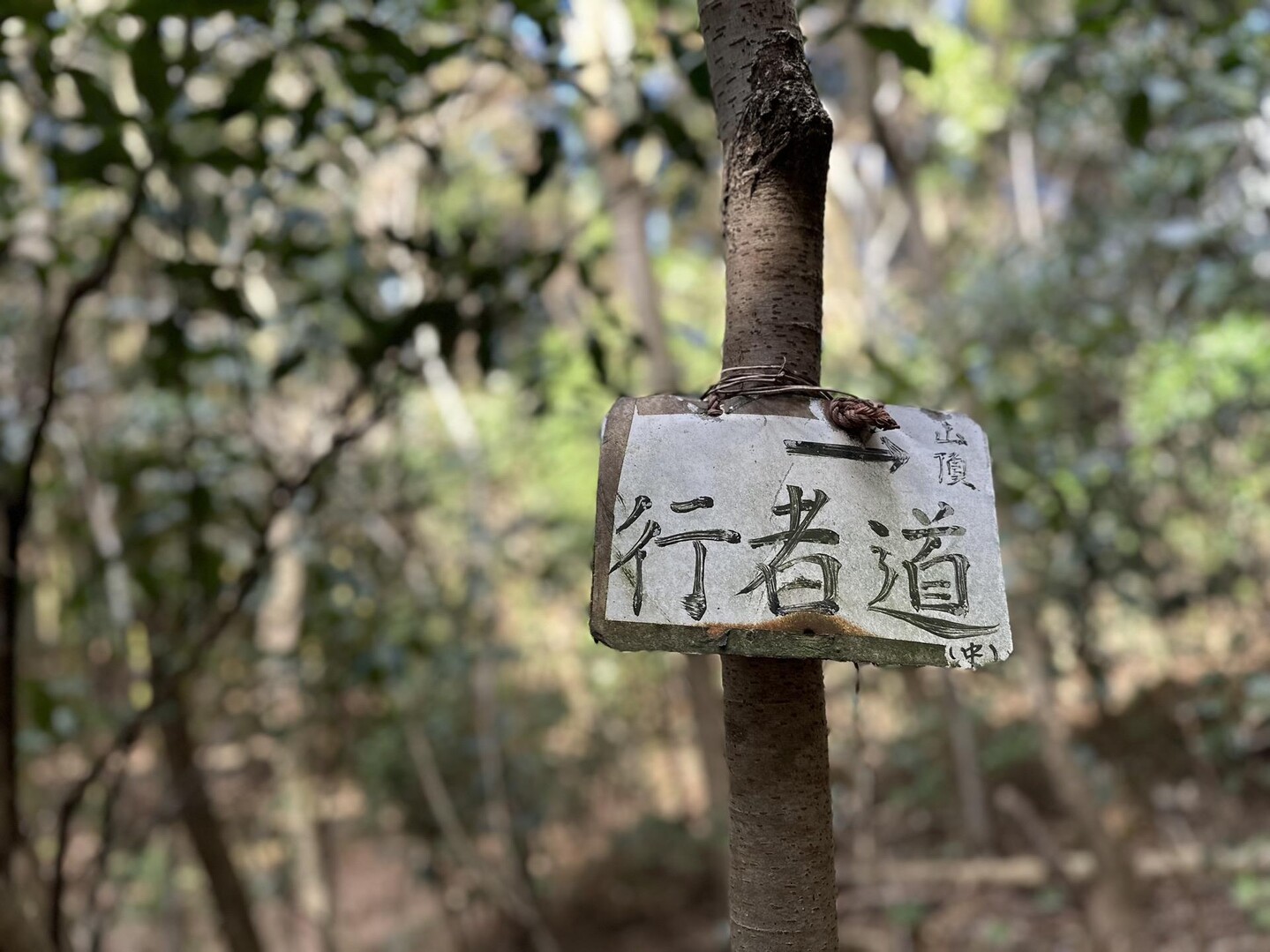 宝満山2024-03-20 / chiiccaさんの宝満山・三郡山・若杉山の活動データ | YAMAP / ヤマップ