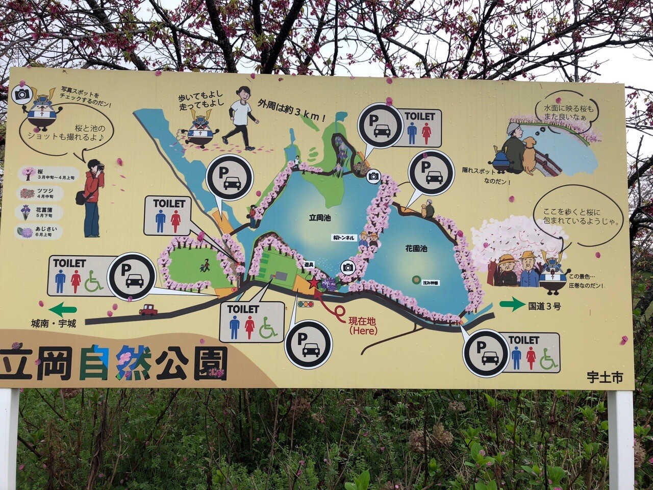 ウォーキング- 立岡自然公園 / YoNeP🌾よねっぷさんの熊本市（南エリア）の活動データ | YAMAP / ヤマップ