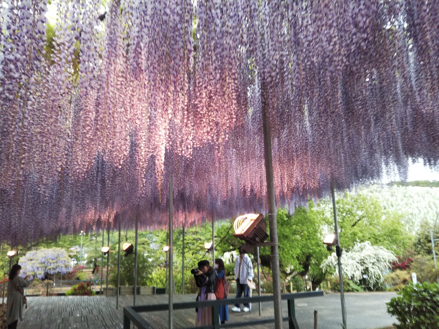 足利フラワーパーク / naga tomさんのウォーキングの活動データ | YAMAP / ヤマップ