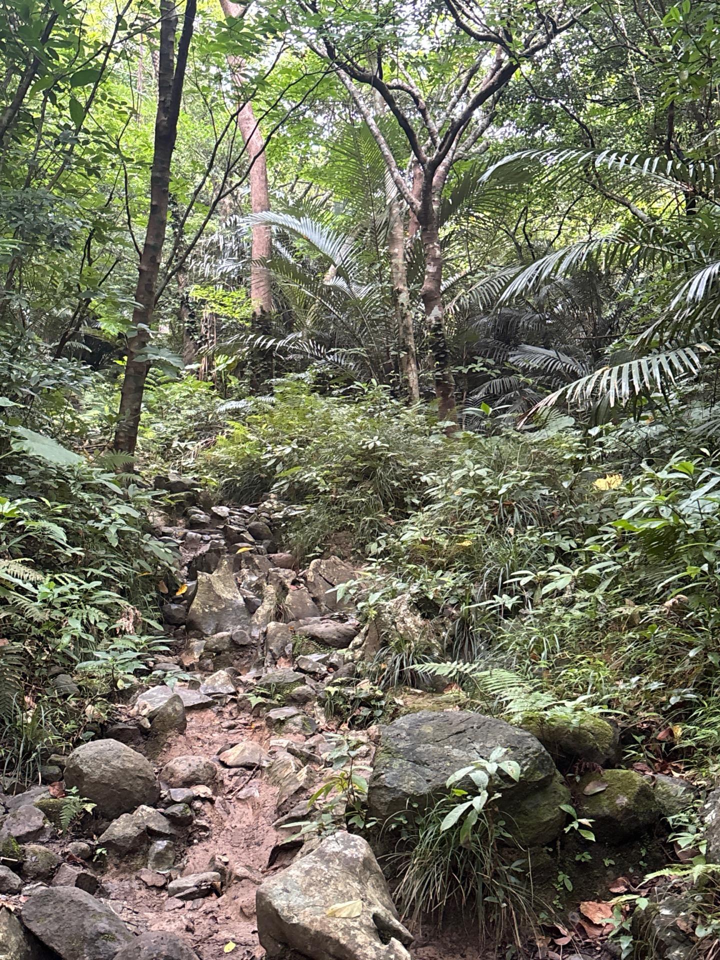 沖縄出張シリーズ②172mのジャングル探検@嘉津宇岳 / おみこじさんの嘉津宇岳・安和岳・三角山の活動データ | YAMAP / ヤマップ