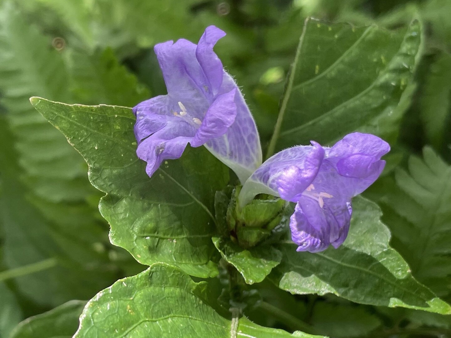 二上山 他3ヶ所で花活 ️ / otaksaさんの金剛山・二上山・大和葛城山の活動データ | YAMAP / ヤマップ