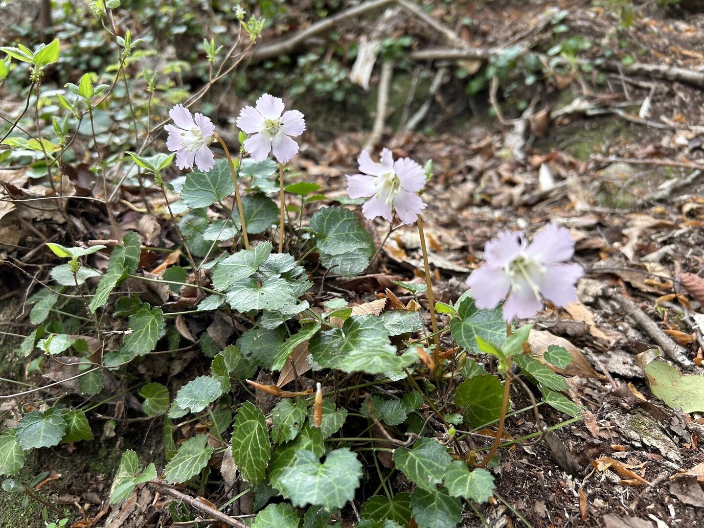 都室山 / totoさんの土岳・花貫渓谷・竪破山の活動データ | YAMAP / ヤマップ