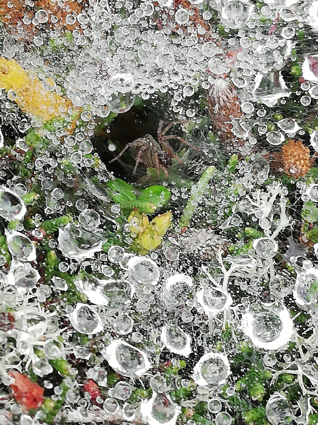 樽前山（東山）・樽前山(西山)・北山(932峰) / aripapaさんの樽前山・風不死岳の活動データ | YAMAP / ヤマップ