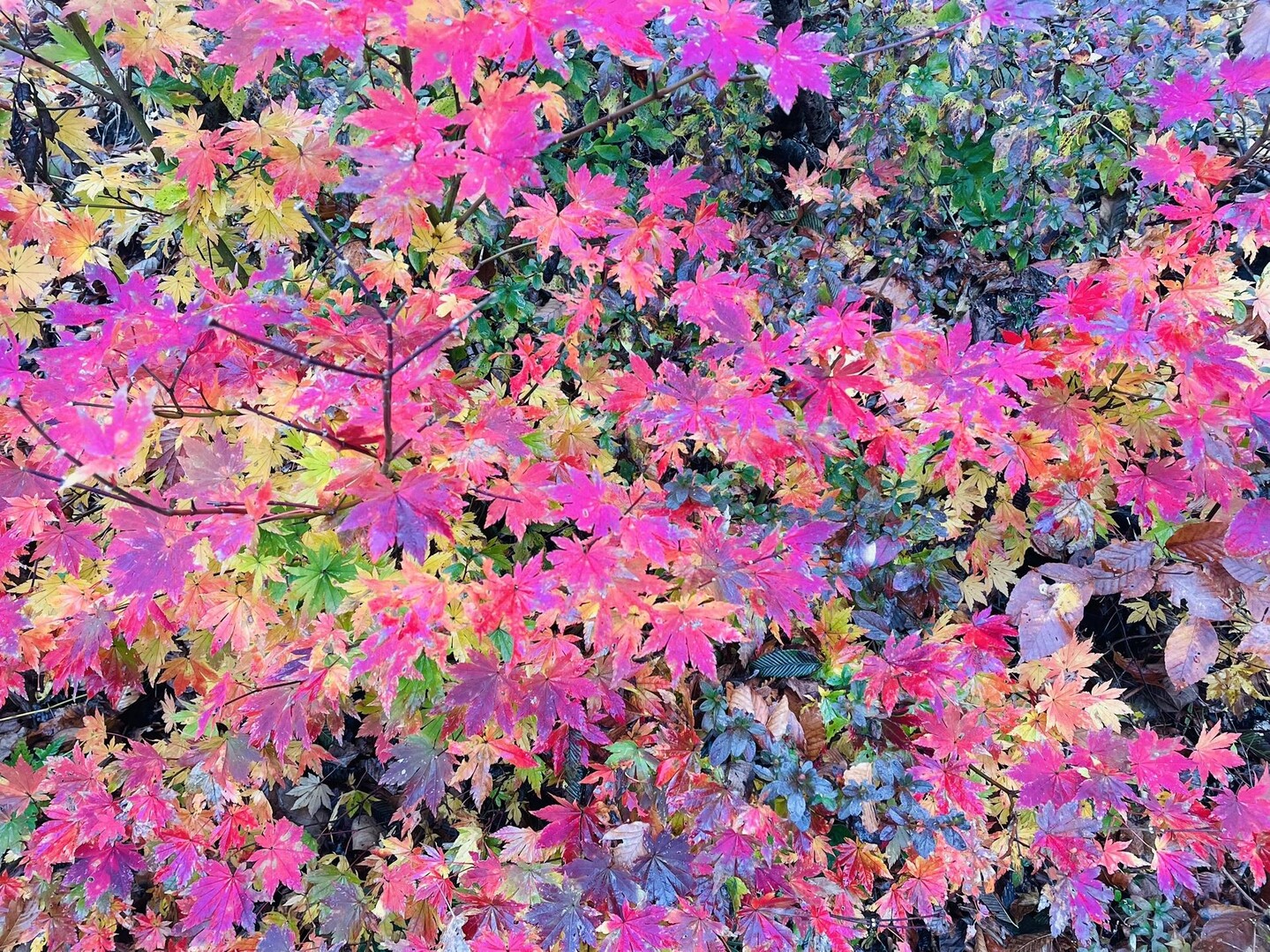 三千坊・白兀山・蛇尾山・奥医王山（医王山） / もこりんさんの医王山・白兀山・箱屋谷山の活動データ | YAMAP / ヤマップ