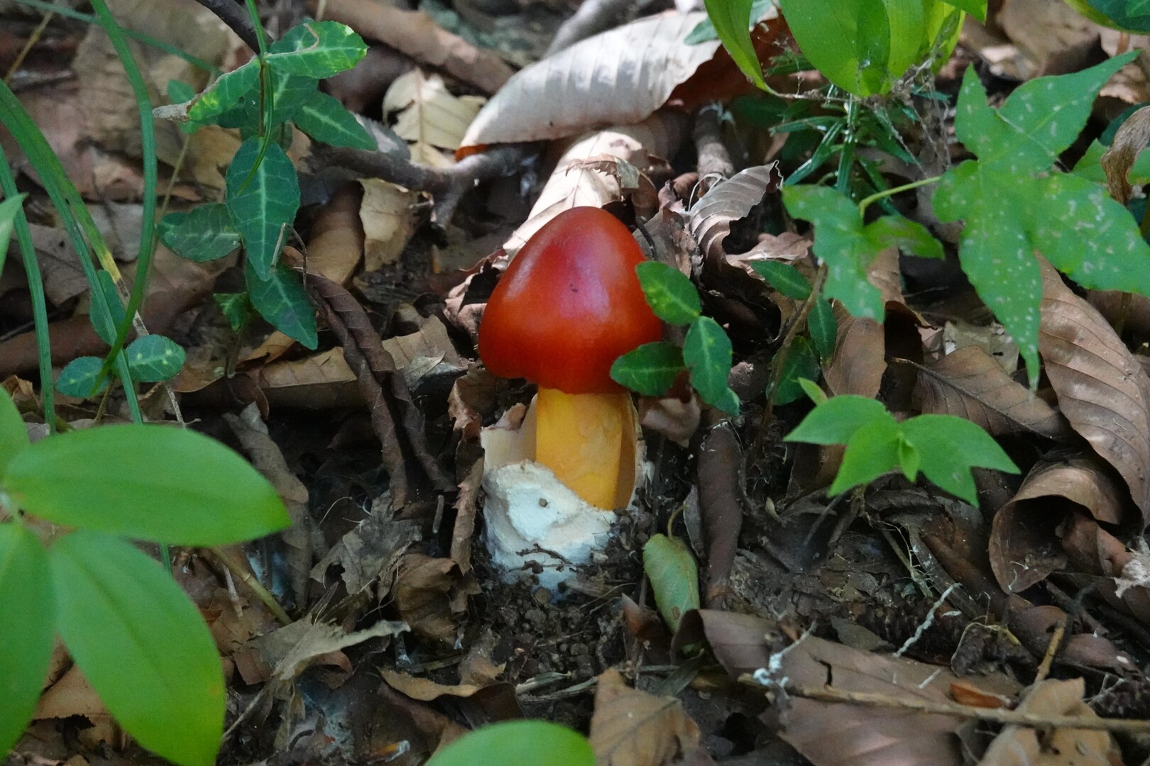 高尾山-2023-9-2 / yasu08さんの高尾山・陣馬山・景信山の活動データ | YAMAP / ヤマップ