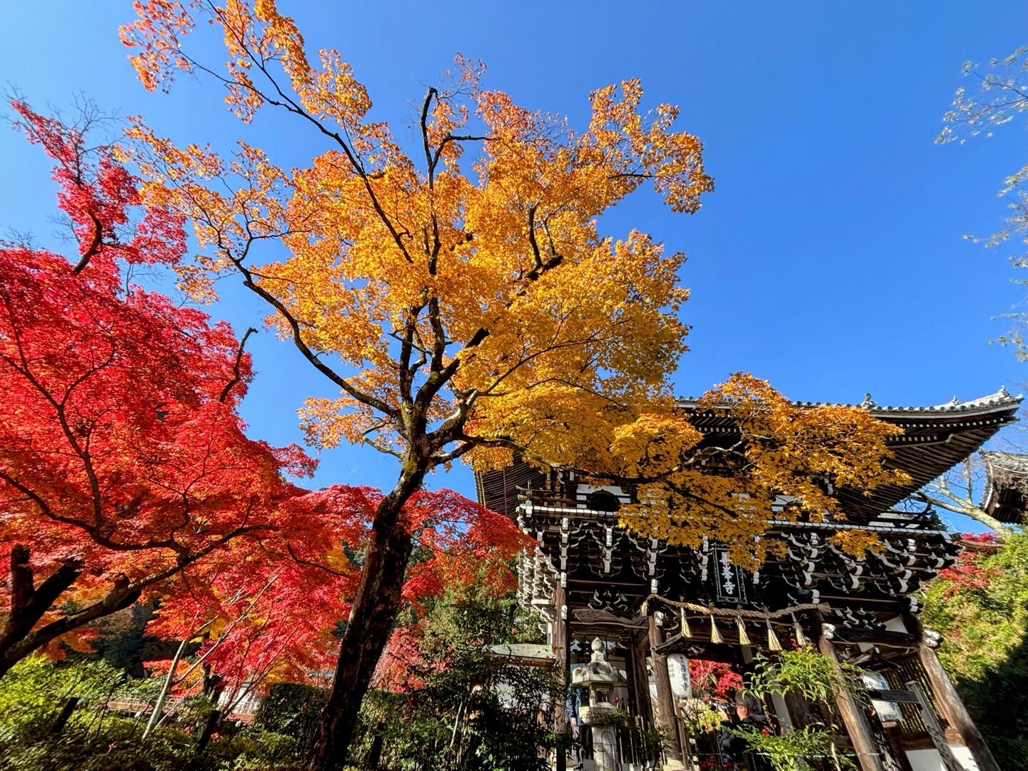 釈迦岳・ポンポン山 / konkonさんのポンポン山・釈迦岳・小塩山・若山の活動データ | YAMAP / ヤマップ