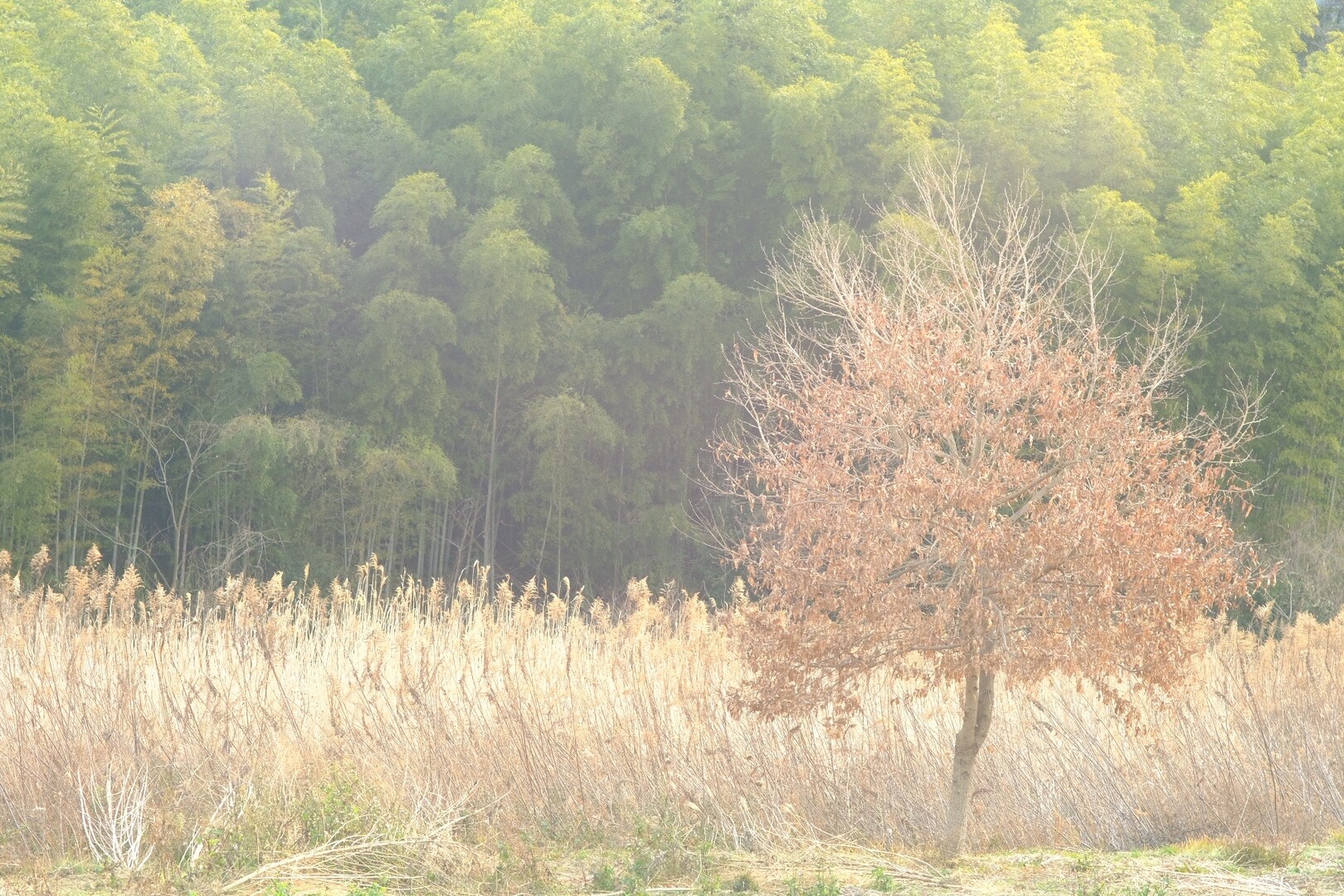 2022.2.8 志井川散策 / K.Oさんのモーメント | YAMAP / ヤマップ