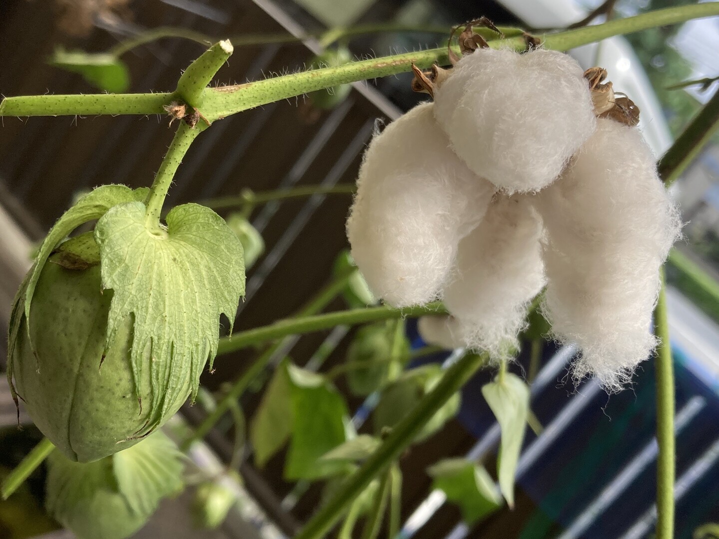 たびまくら家の綿の花七変化。 真っ白の綿... / たびまくらさんのモーメント | YAMAP / ヤマップ