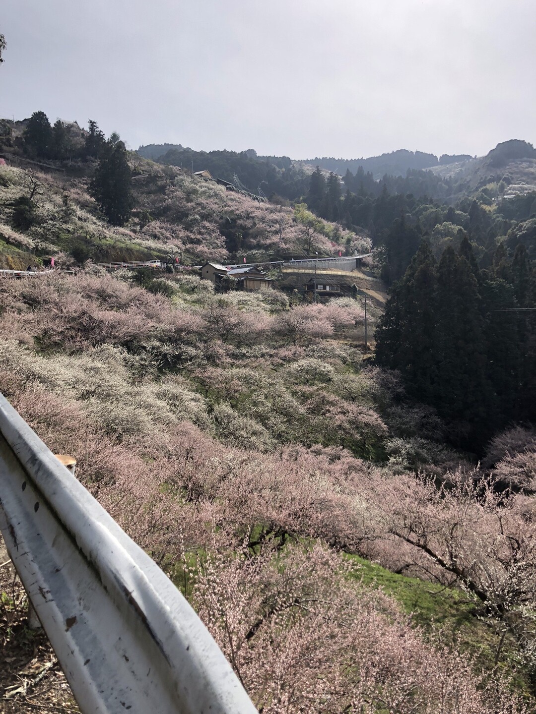 3/17賀名生梅林 今年もいい香りでした... / 麻衣さんのモーメント | YAMAP / ヤマップ