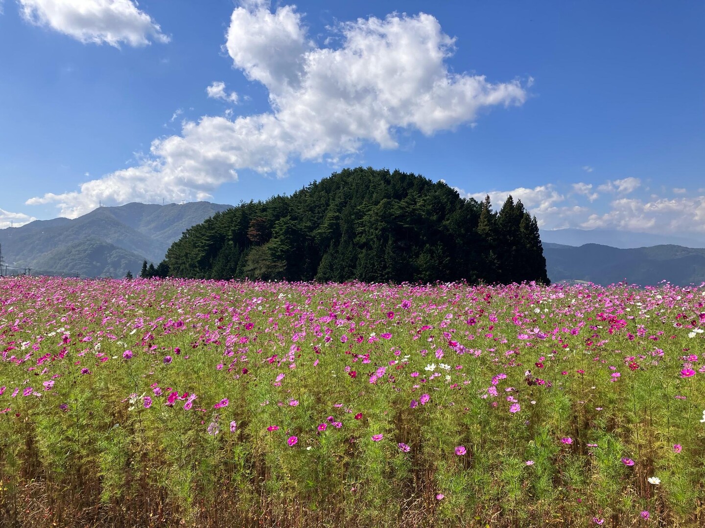 高ボッチ山 / mockyさんの鉢伏山・高ボッチ山・三峰山の活動データ | YAMAP / ヤマップ