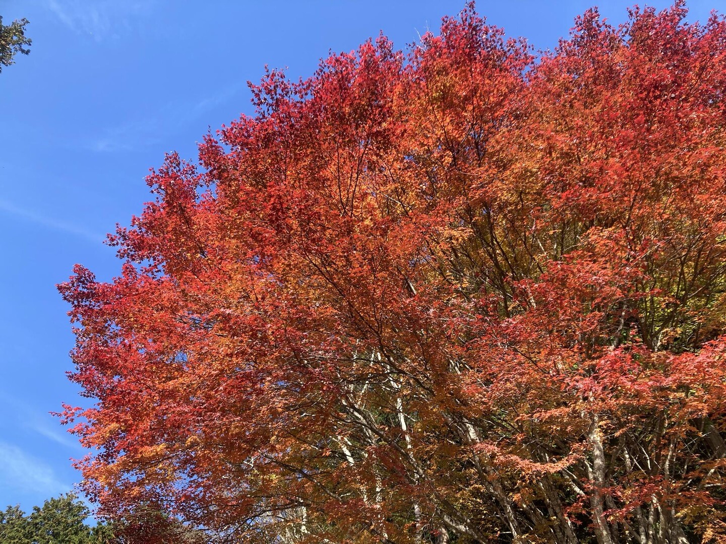 三峰ビジターセンター〜地蔵峠〜霧藻ヶ峰〜妙法ヶ岳 / mam_tripさんの妙法ヶ岳・華厳寺の活動データ | YAMAP / ヤマップ