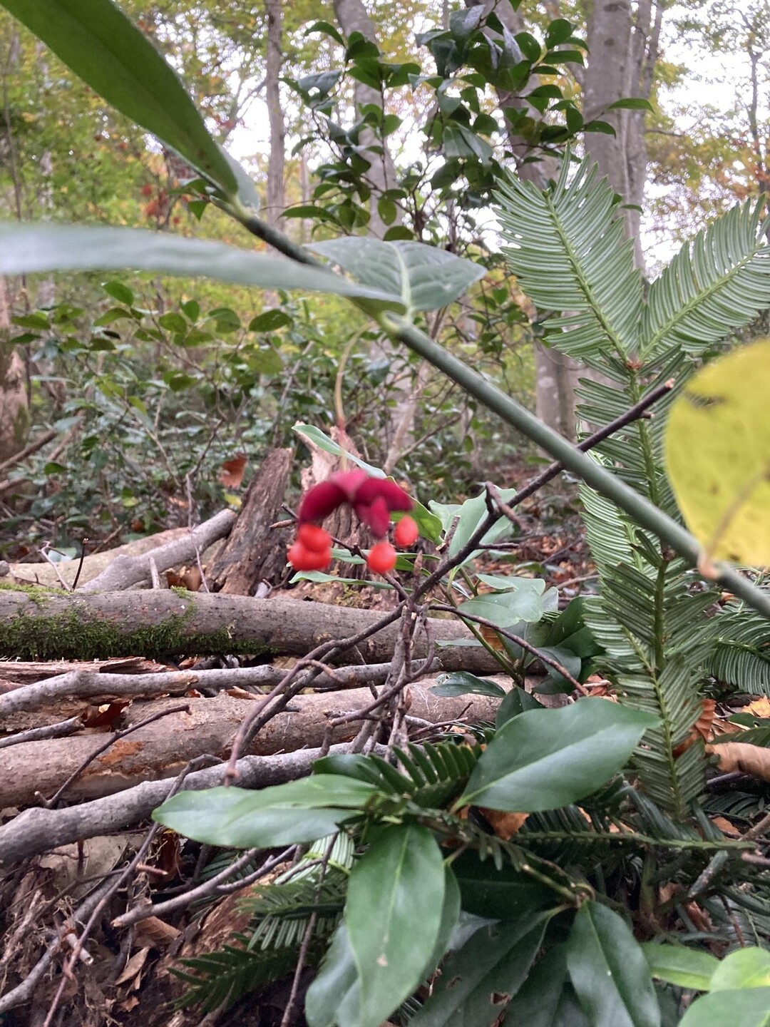 2022.10.22(土) 05:03 / れいさんのモーメント | YAMAP / ヤマップ