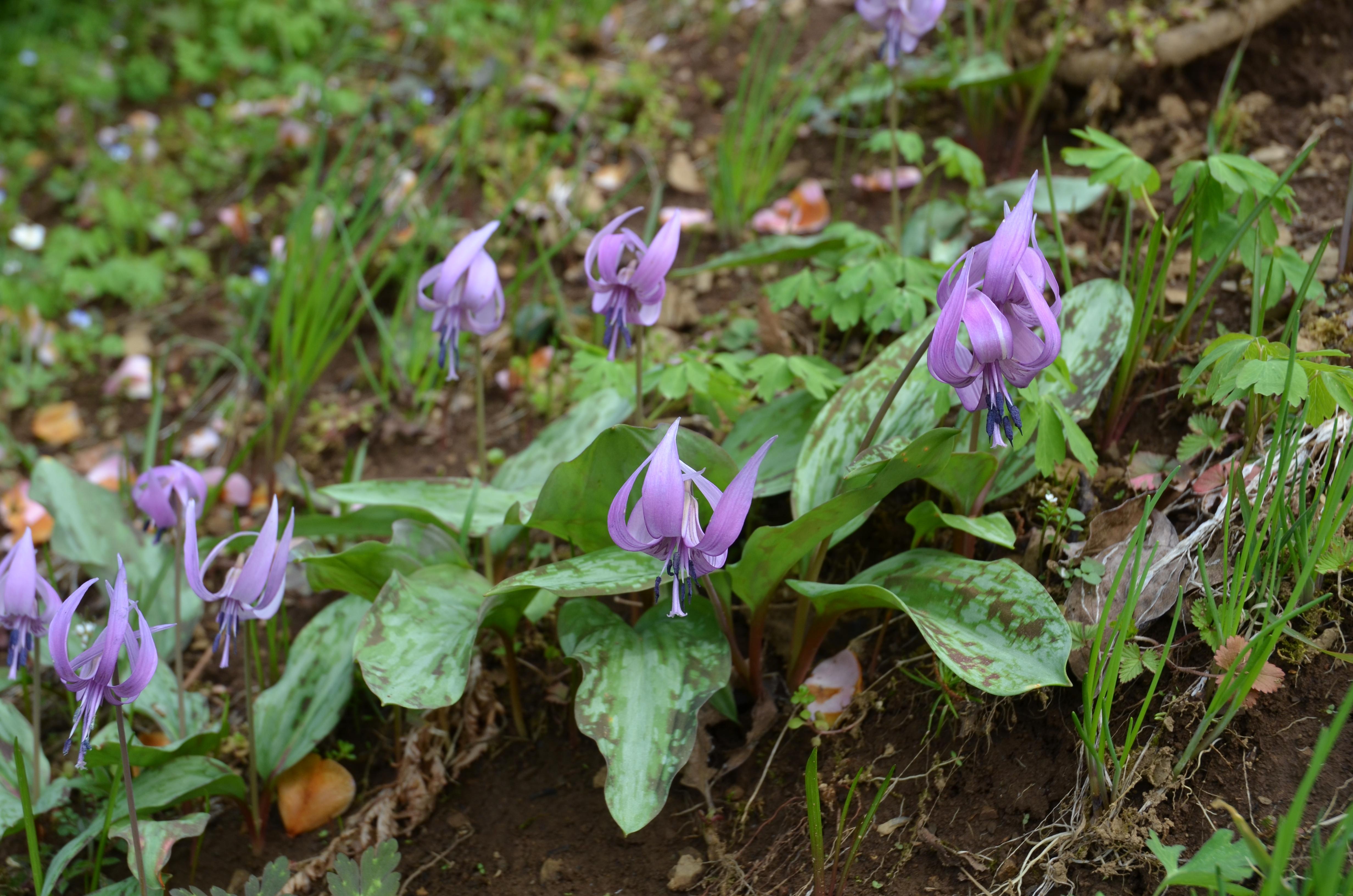 4月5日（土）、高尾山縦走後に梅ノ木平に... / HIROHIROさんのモーメント | YAMAP / ヤマップ