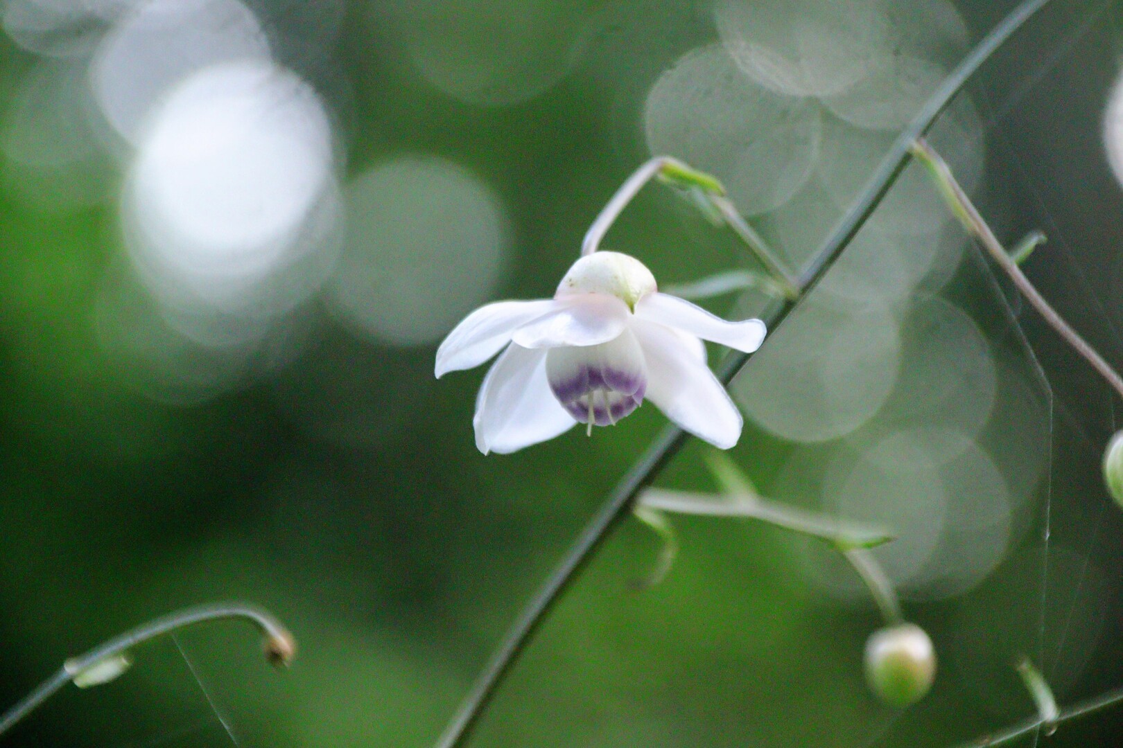 森のランプが灯る👺天狗山 / t-yanさんの天狗山の活動日記 | YAMAP / ヤマップ