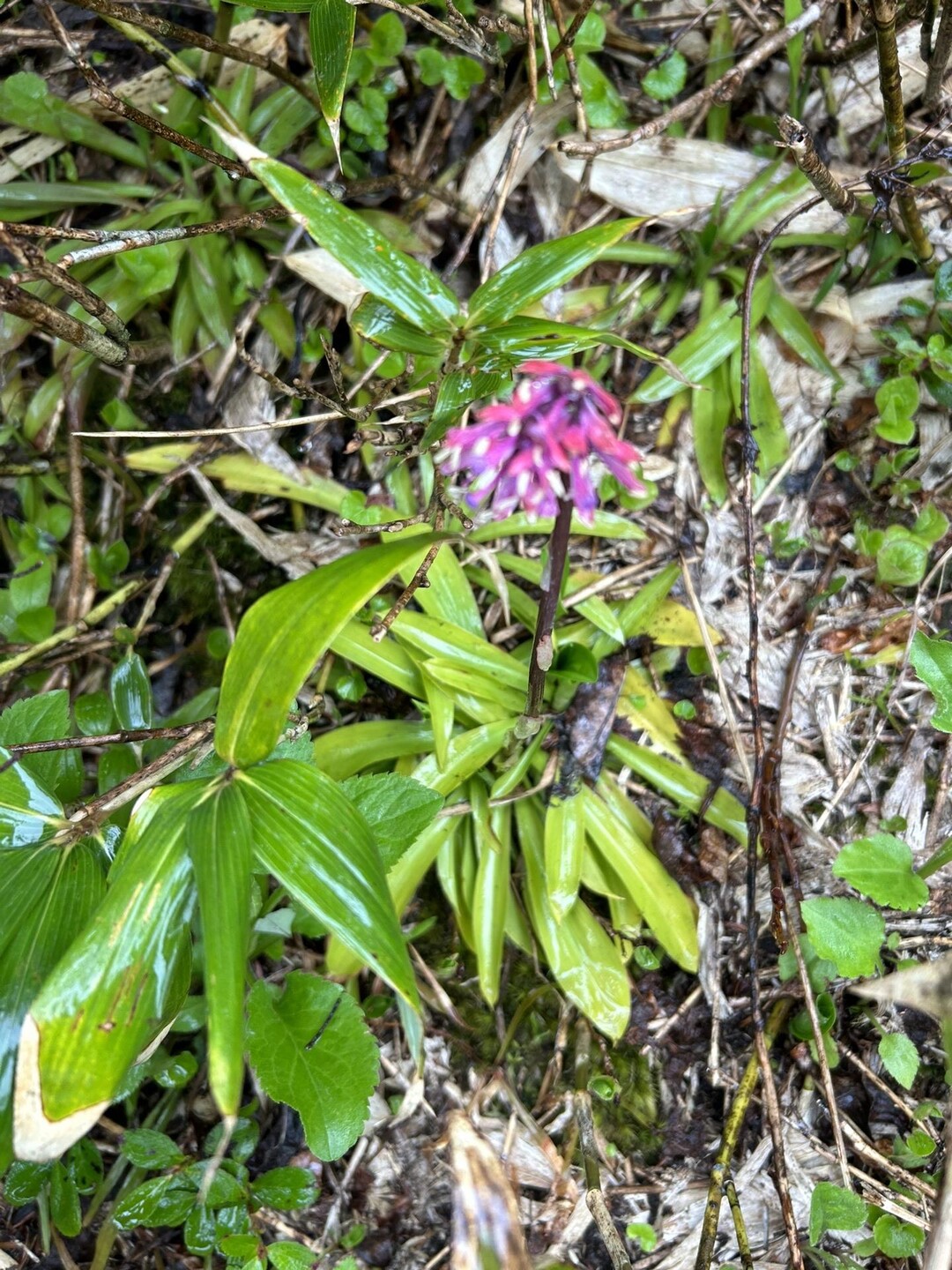 八幡平 / Hobilonさんの岩手山・八幡平・安比高原 50km トレイルの活動データ | YAMAP / ヤマップ