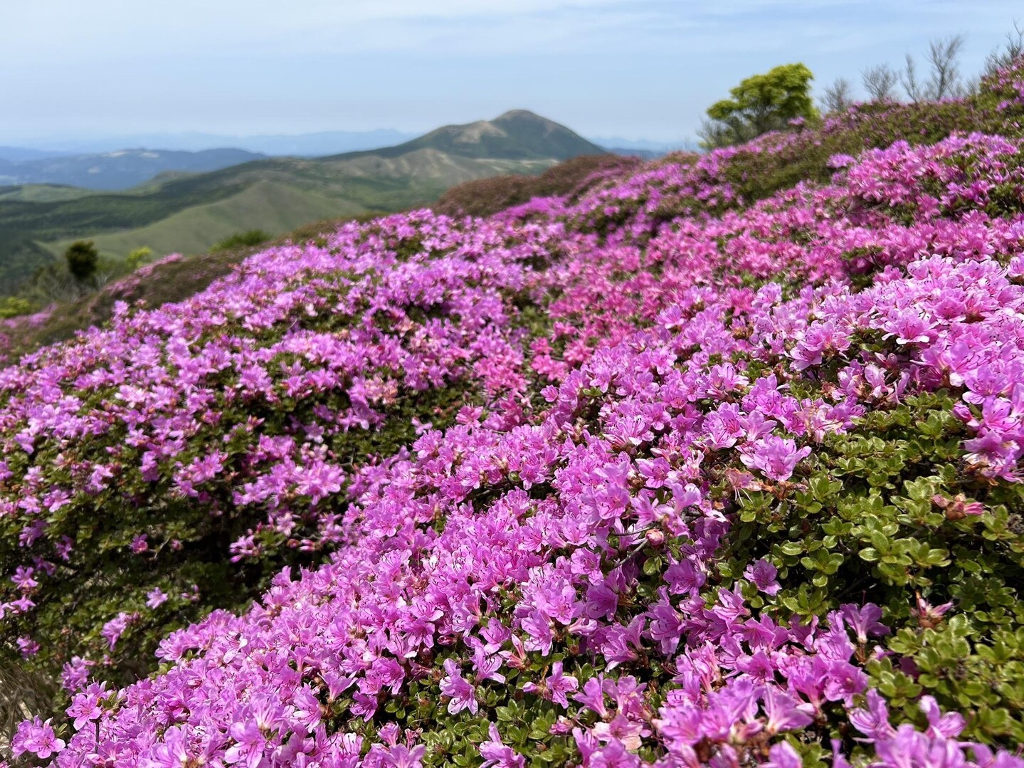 プチくじゅうミヤマ鑑賞((´∀`*))猟師岳 / datinさんの涌蓋山・猟師山の活動データ | YAMAP / ヤマップ