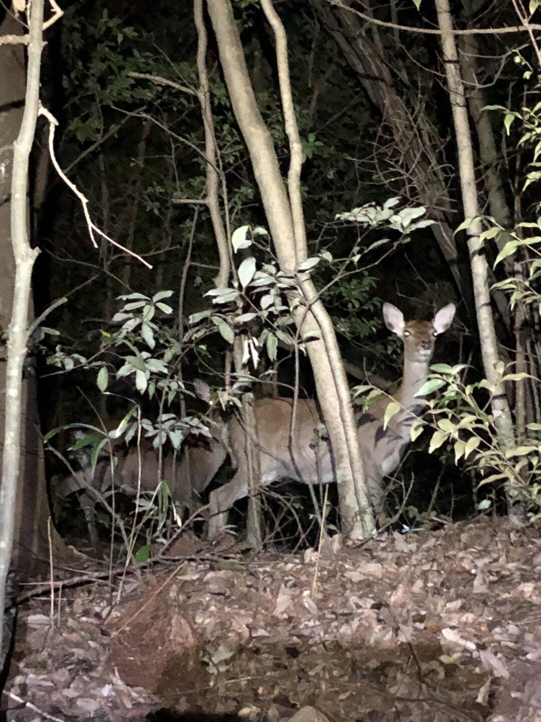 ON・OFF🏃‍♂️本宮山⛰ / スカじいさんの本宮山・大日山・風頭山の活動データ | YAMAP / ヤマップ