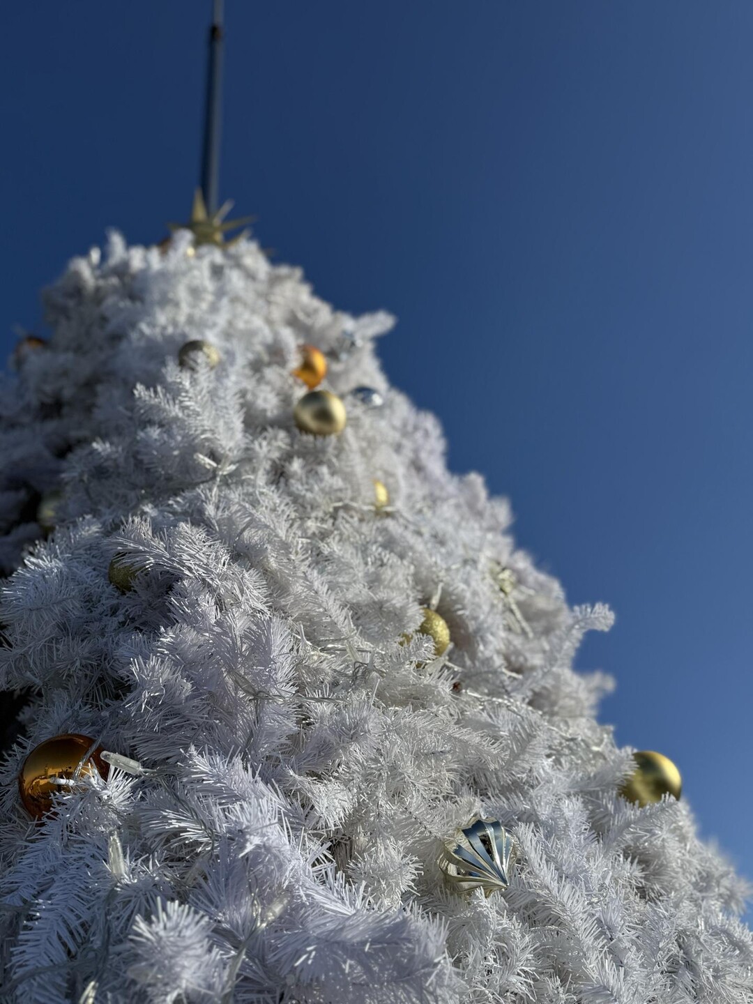 わいわいサンタ🧑‍🎄藻岩山 / Chicoryさんの藻岩山の活動データ | YAMAP / ヤマップ