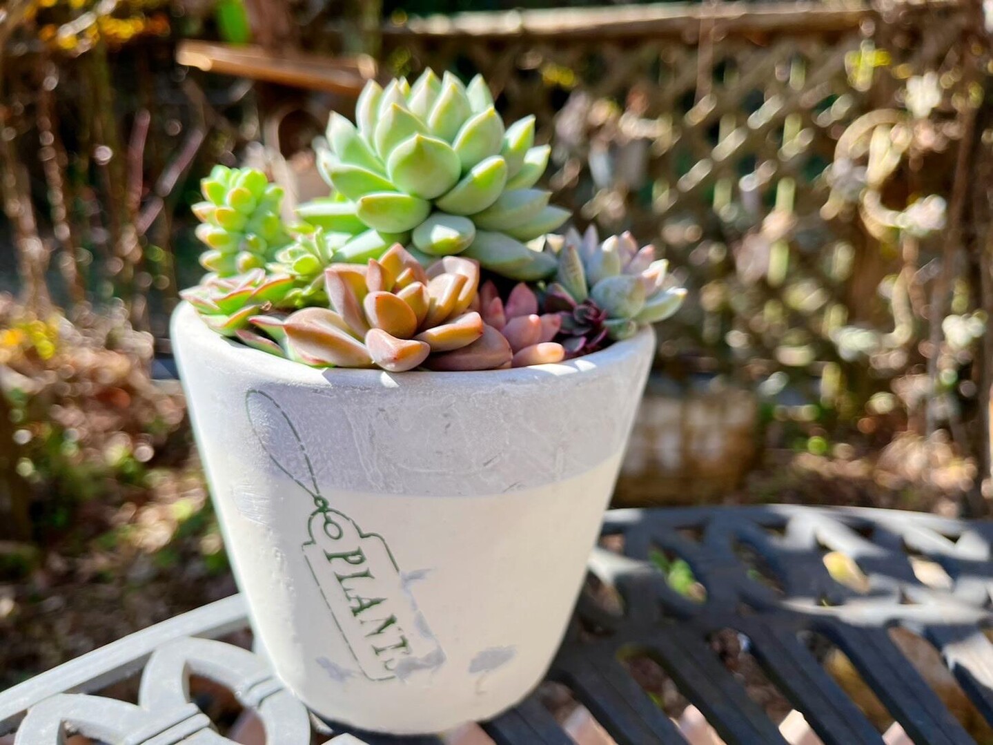 知り合いのお店に飾ってもらおうと、 も... / kazさんのモーメント | YAMAP / ヤマップ