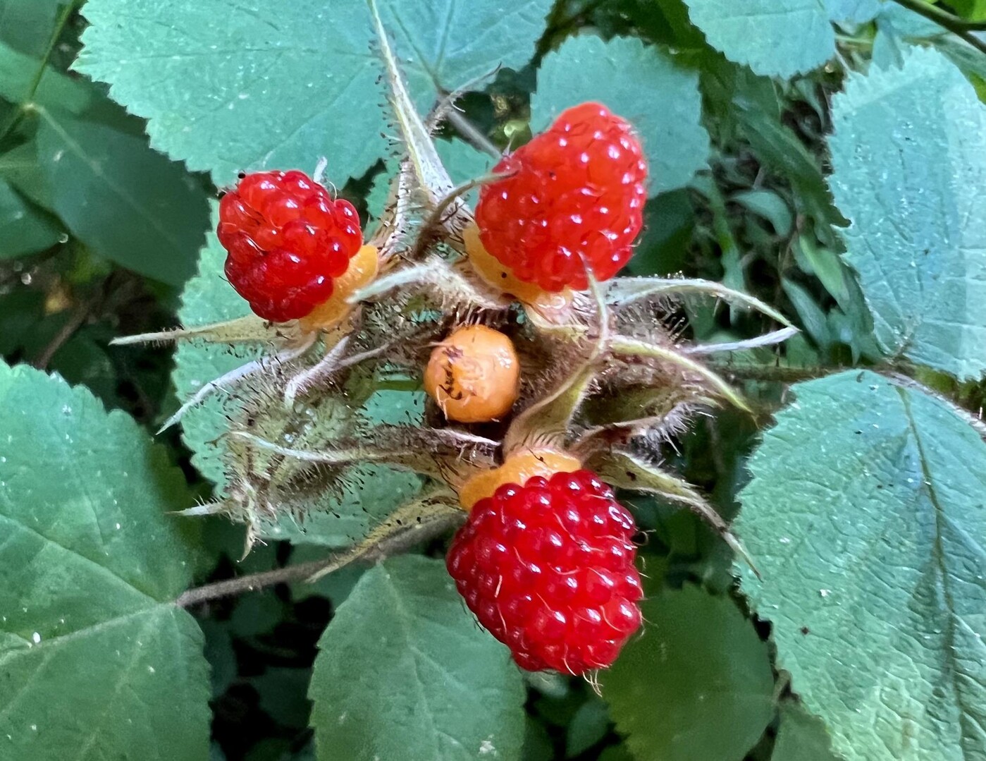 2ヶ月ぶりのロープウェイ下🅿️ / moboさんの金剛山・二上山・大和葛城山の活動データ | YAMAP / ヤマップ