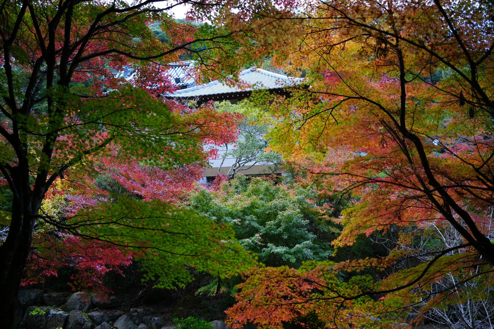 紅葉見に宮島へ / KEIJIさんの宮島（厳島）・弥山の活動データ | YAMAP / ヤマップ