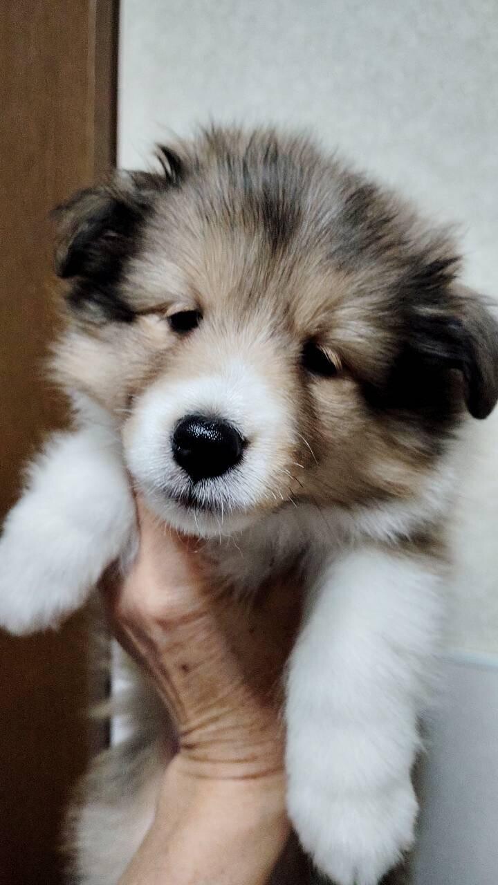 7月中旬にお迎え！待ち遠しい！！ / Eddieさんのモーメント | YAMAP / ヤマップ