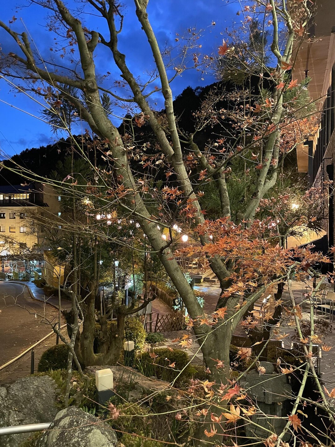 猿投山2024年ラスト⛰️ / rinaさんの猿投山・物見山の活動データ | YAMAP / ヤマップ