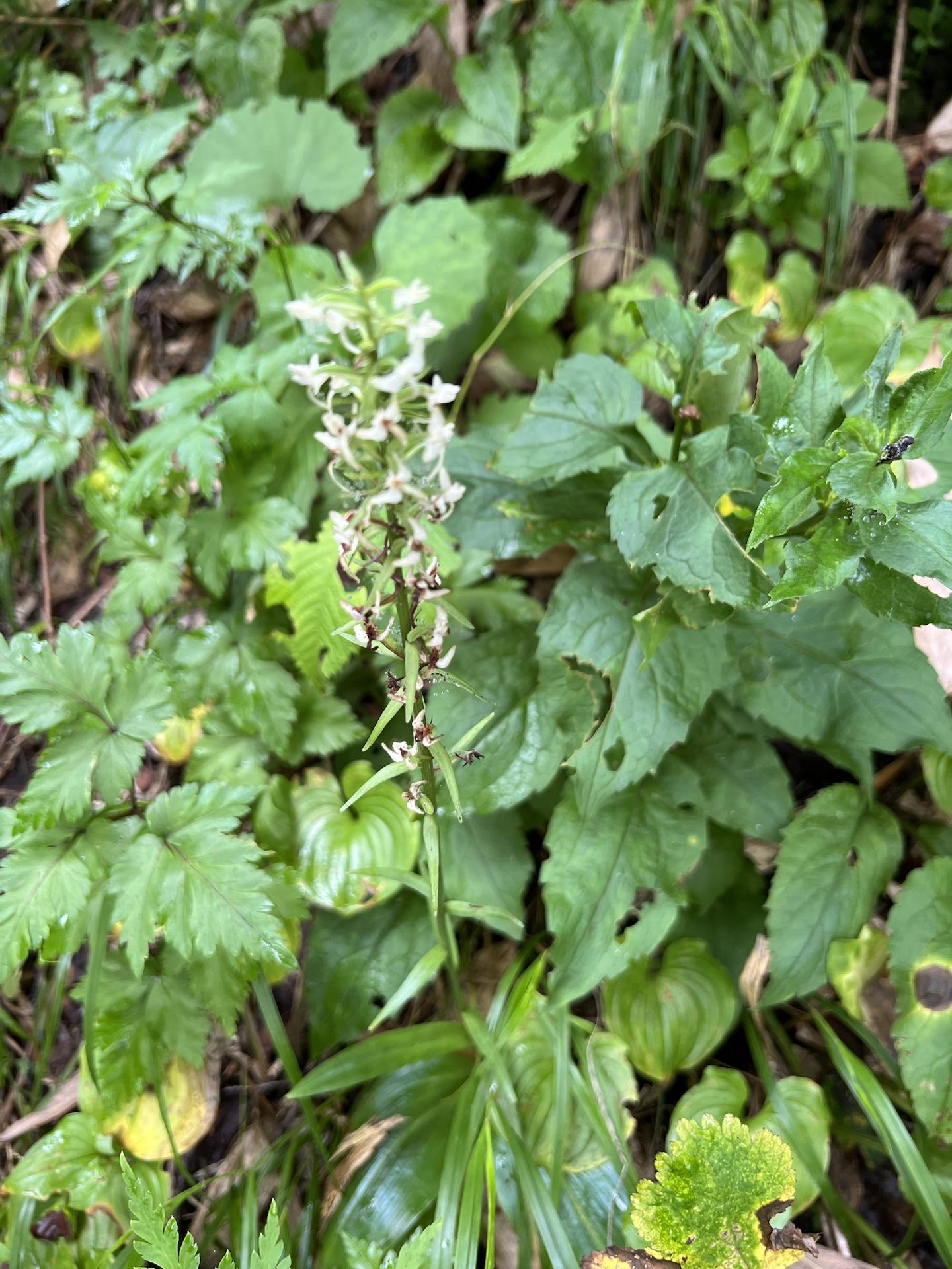 ニセコアンヌプリ / まみんさんのニセコアンヌプリ・イワオヌプリ・チセヌプリの活動データ | YAMAP / ヤマップ