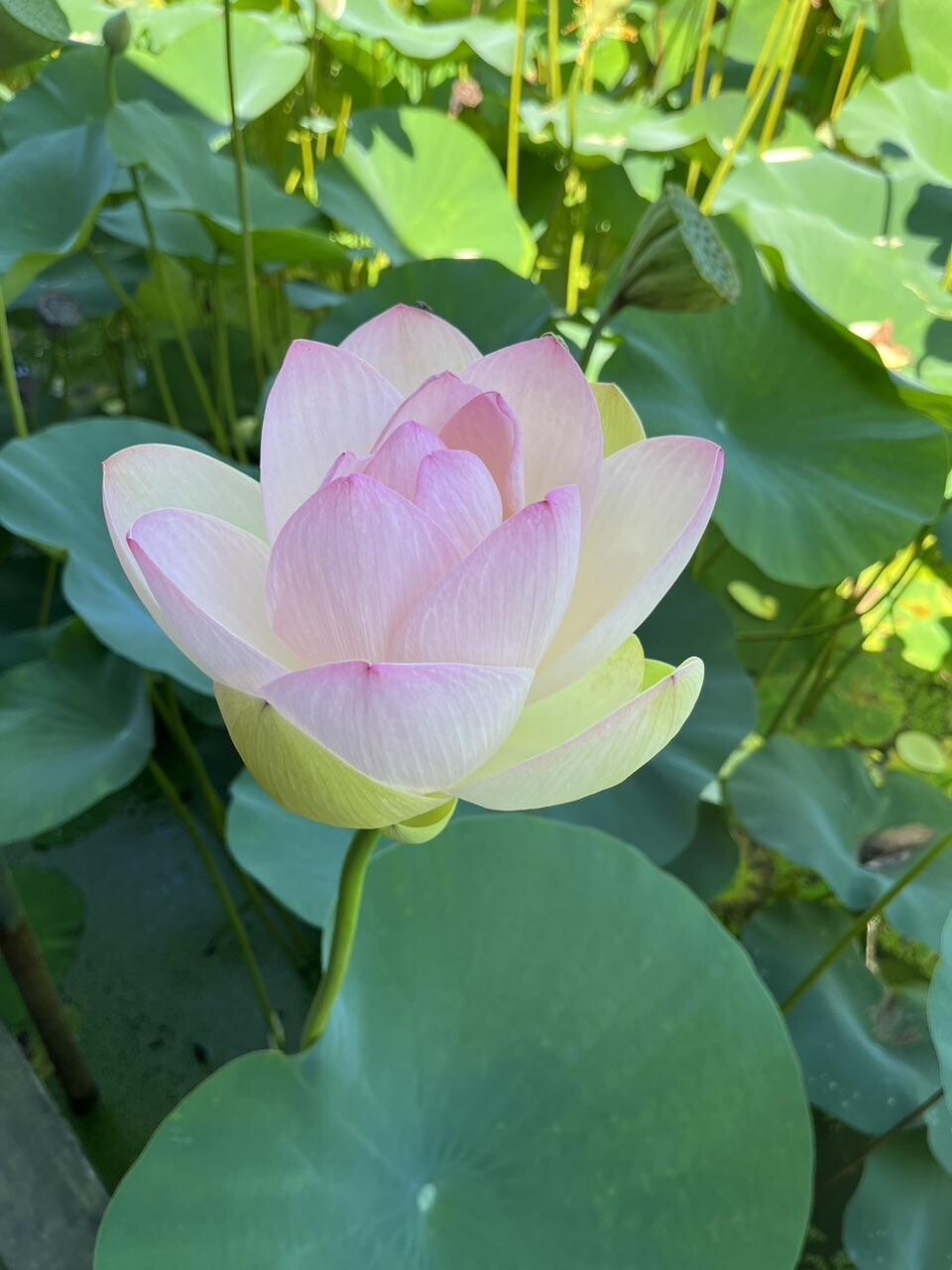 shioのページ | YAMAP / ヤマップ