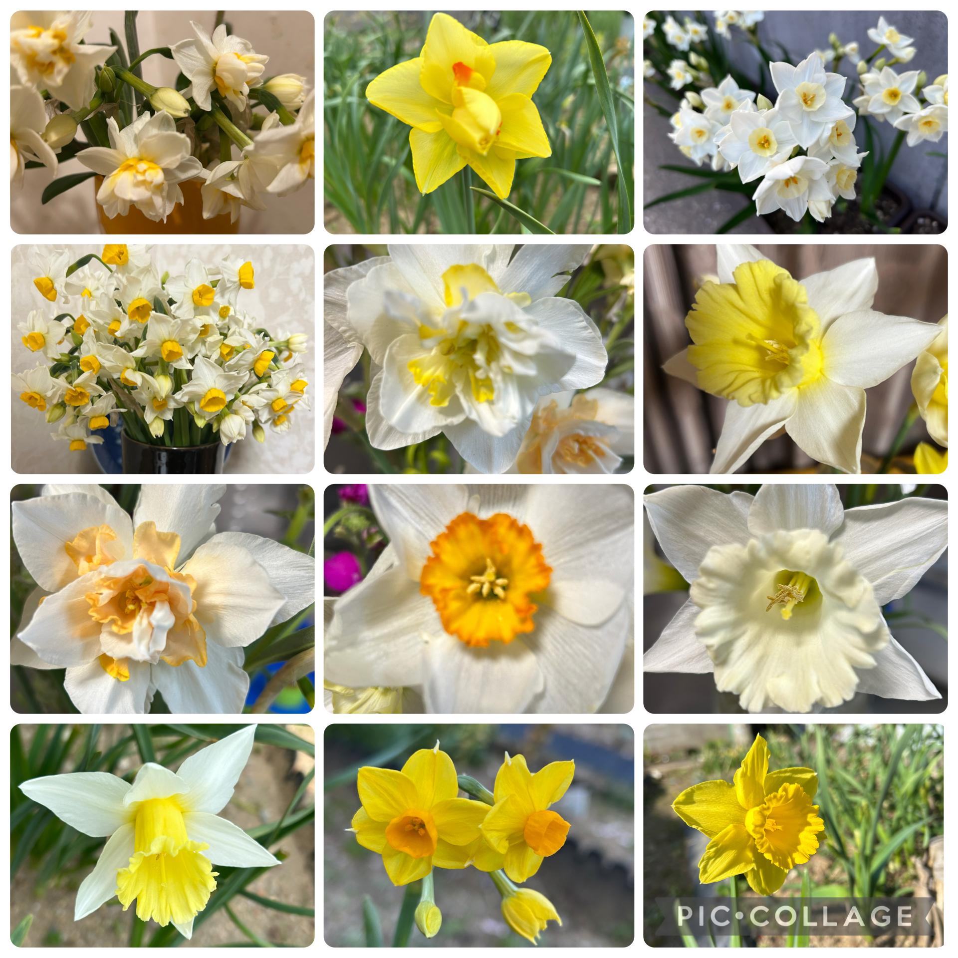 2025.6.10 紫の畑の花 記録 ... / yamamurasakiさんのモーメント | YAMAP / ヤマップ