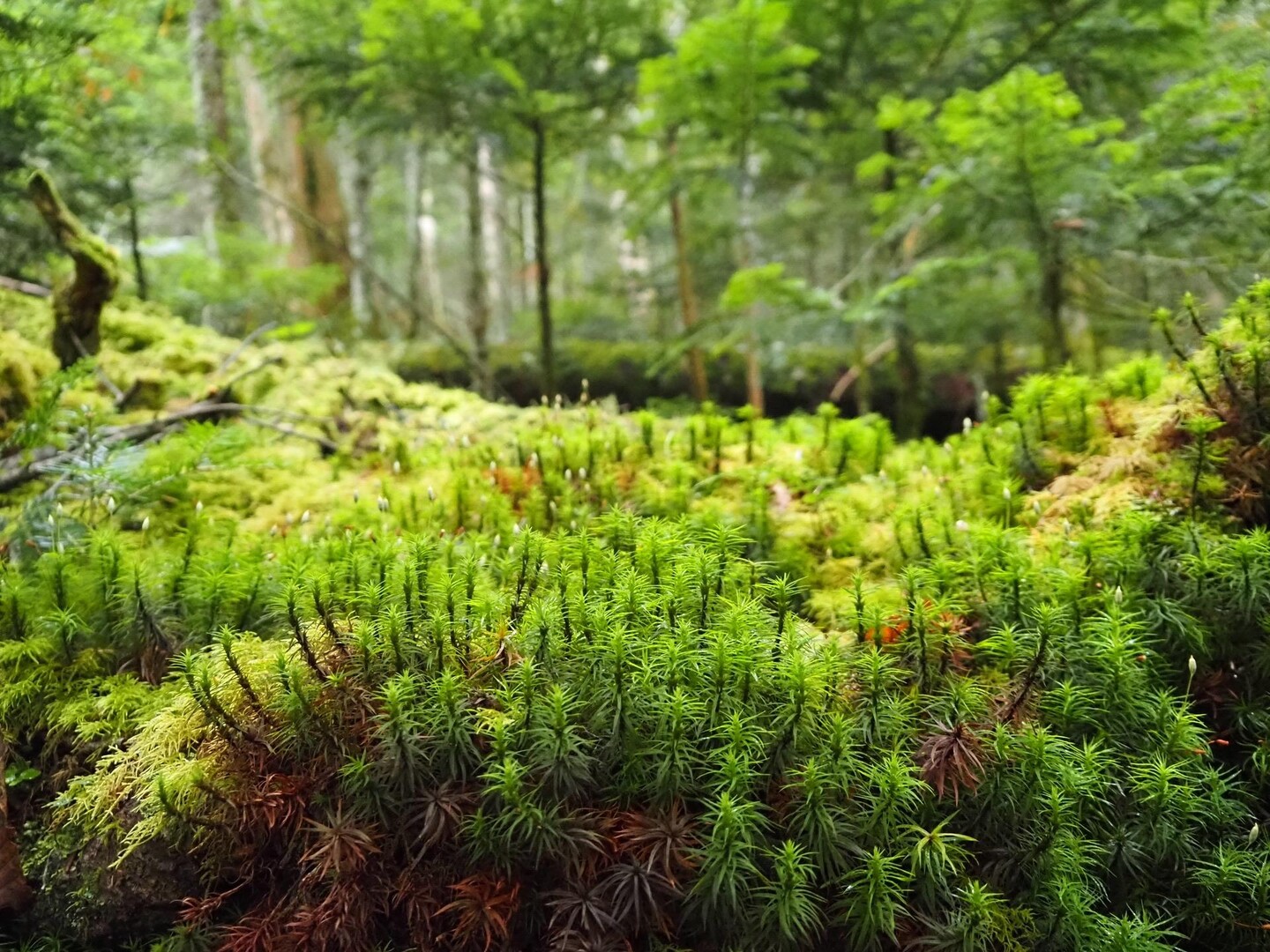 丸山(茅野市・佐久穂町)・中山・ニュウ / ni_coさんの八ヶ岳（赤岳・硫黄岳・天狗岳）の活動データ | YAMAP / ヤマップ