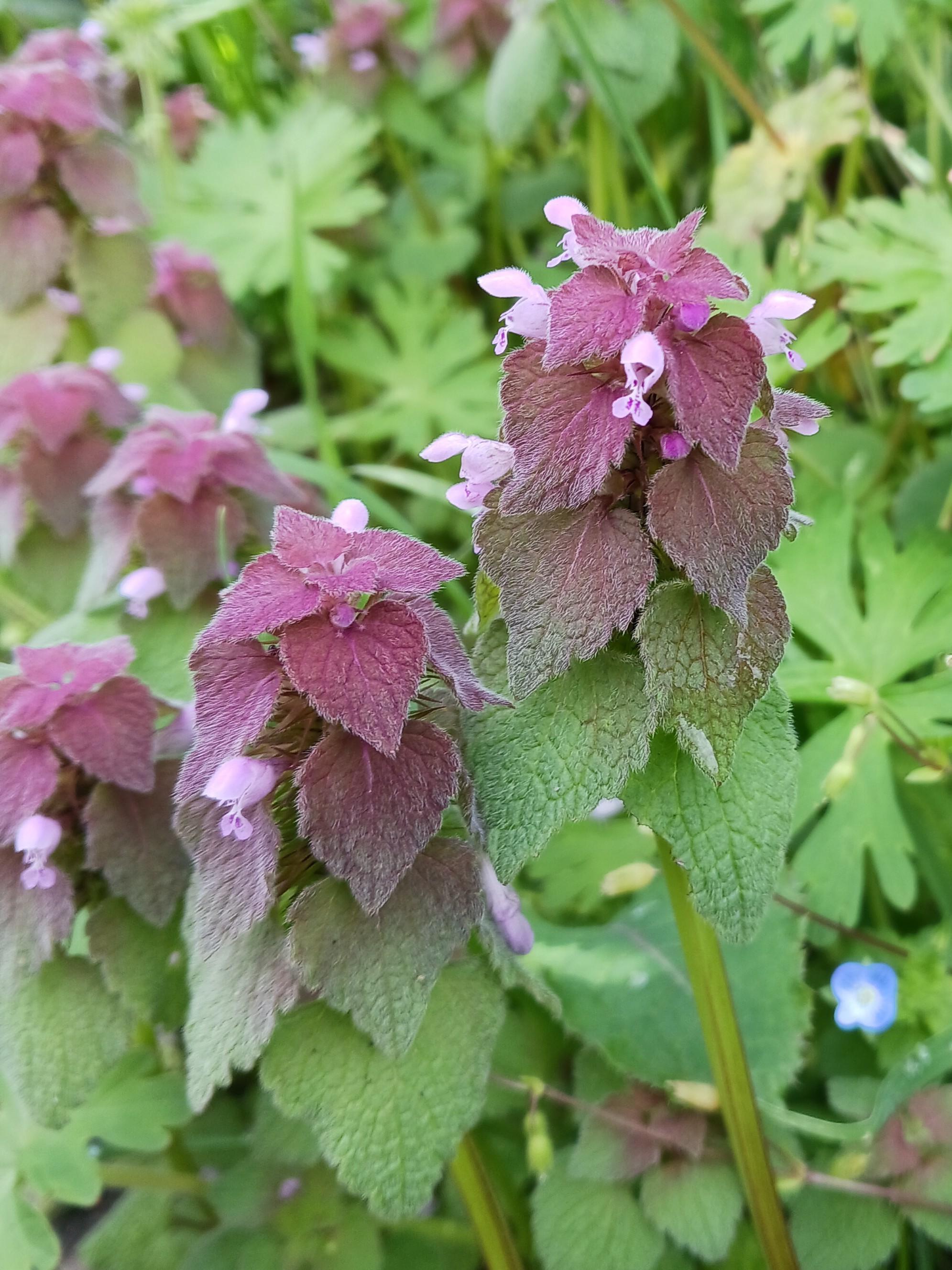 『世の中に〝雑草〟という草は無い。どんな... / hiroさんのモーメント | YAMAP / ヤマップ