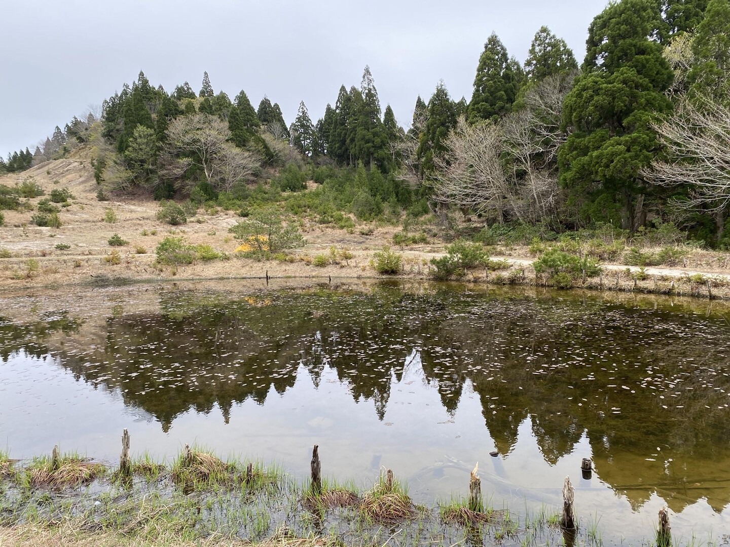 武奈ヶ岳・前山 / mikiさんの比良山地・武奈ヶ岳・釈迦岳の活動データ | YAMAP / ヤマップ