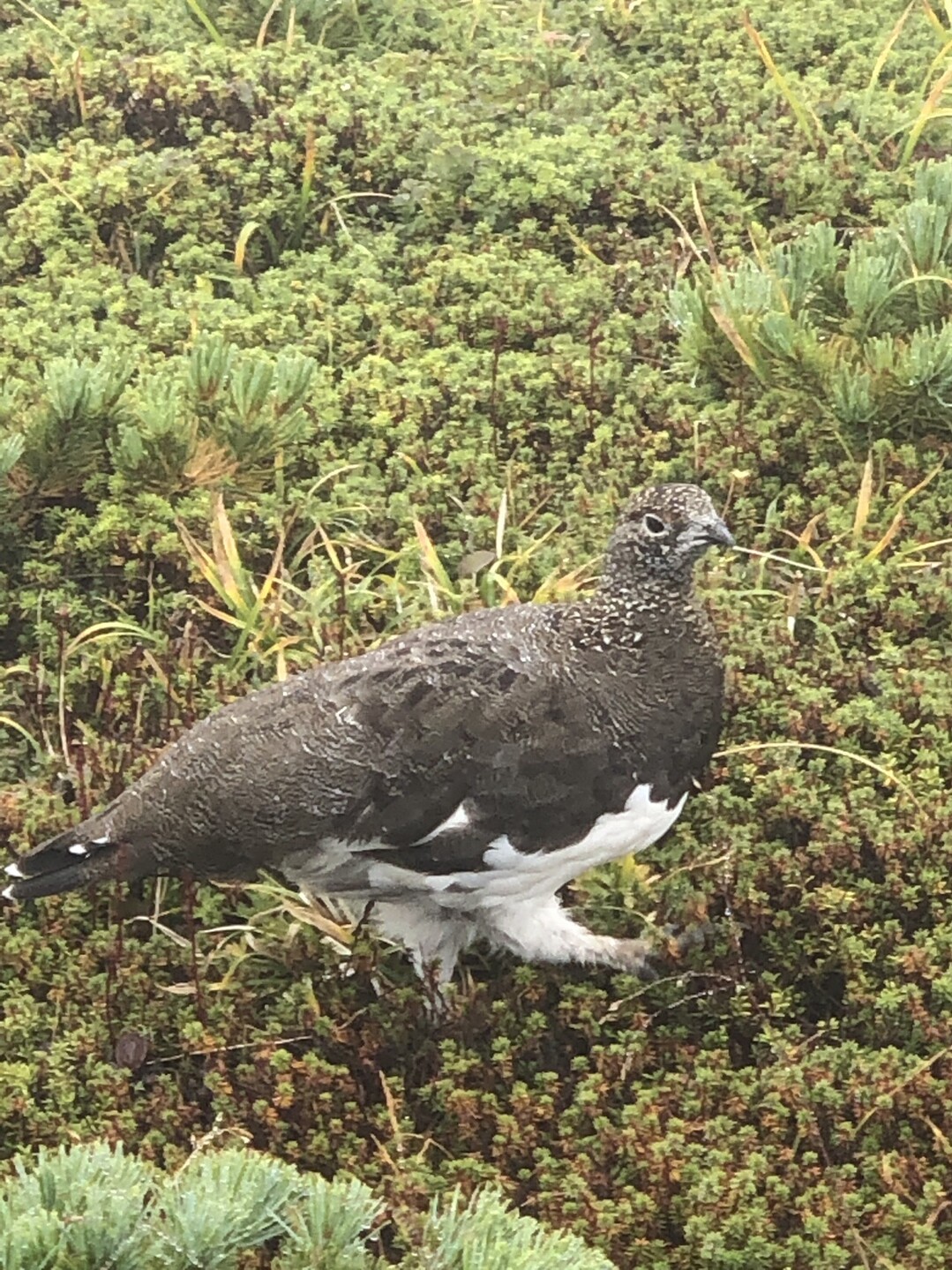 (日本百名山9座目)立山三峰！ / yano___pさんの立山・雄山・浄土山の活動データ | YAMAP / ヤマップ