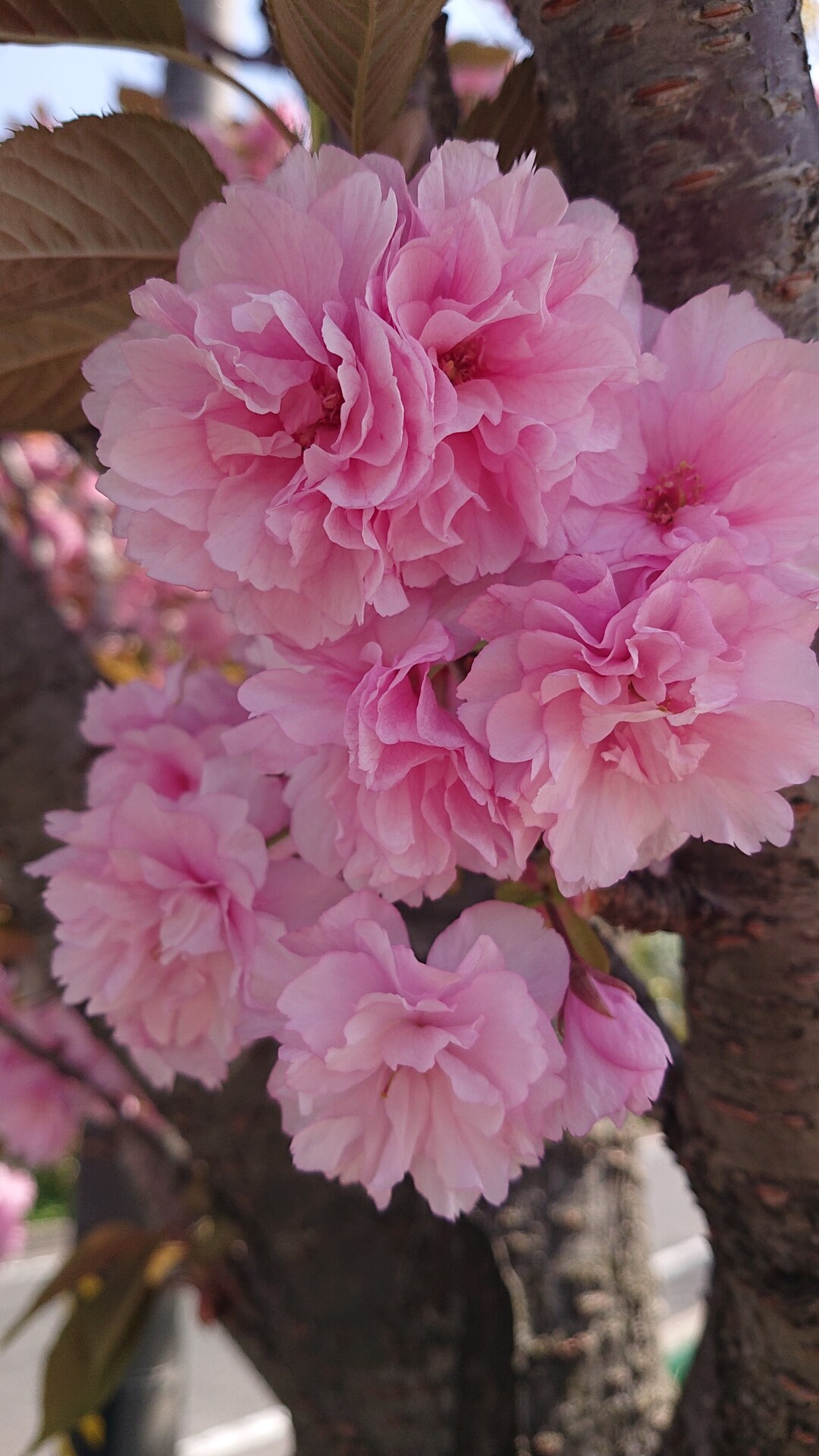 🌸💞🌸さくら④🌸💞🌸 満開... / 🌼ryoko🌼さんのモーメント | YAMAP / ヤマップ