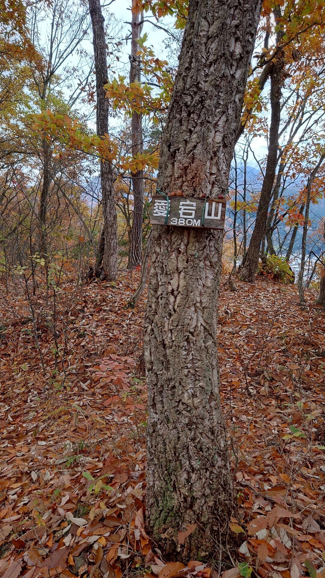 盃山・愛宕山 / rukyさんの盃山・炭沢山・太平山の活動日記 | YAMAP / ヤマップ
