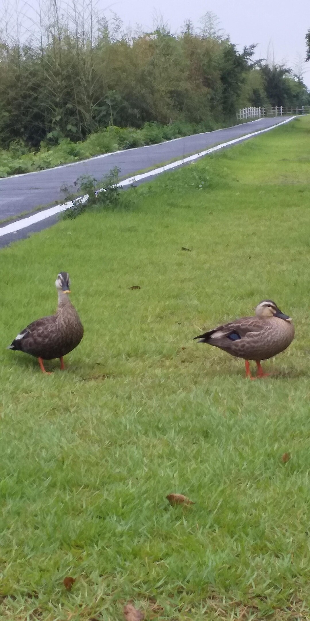 JOG 渡月橋～桂病院 / えいとうっどさんのランニングの活動データ | YAMAP / ヤマップ
