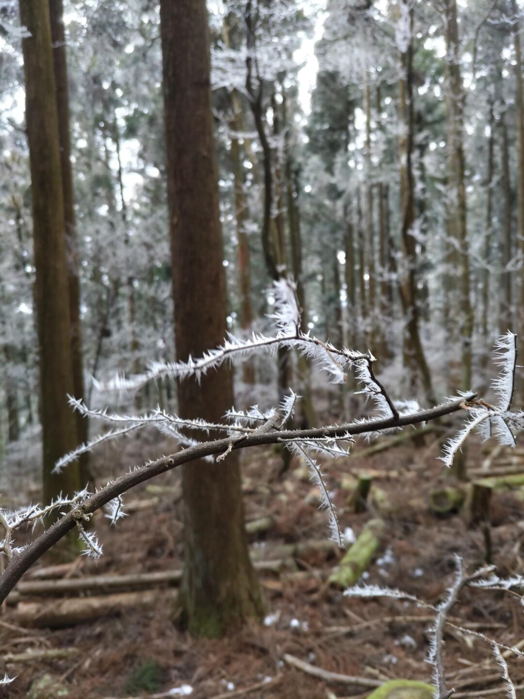 金剛山 少しだけ霧氷 / T64さんの金剛山・二上山・大和葛城山の活動データ | YAMAP / ヤマップ