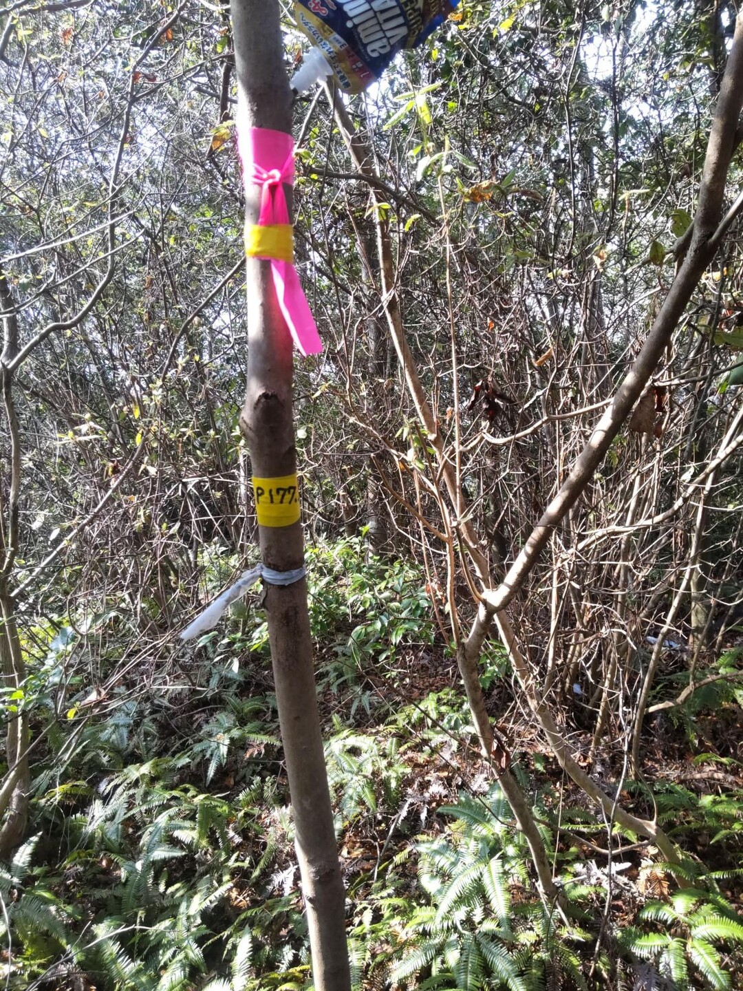【ビワニ】第2段、雪の長命寺山縦走 / Mt.OKA🎃さんの長命寺山・奥島山・尾山の活動データ | YAMAP / ヤマップ