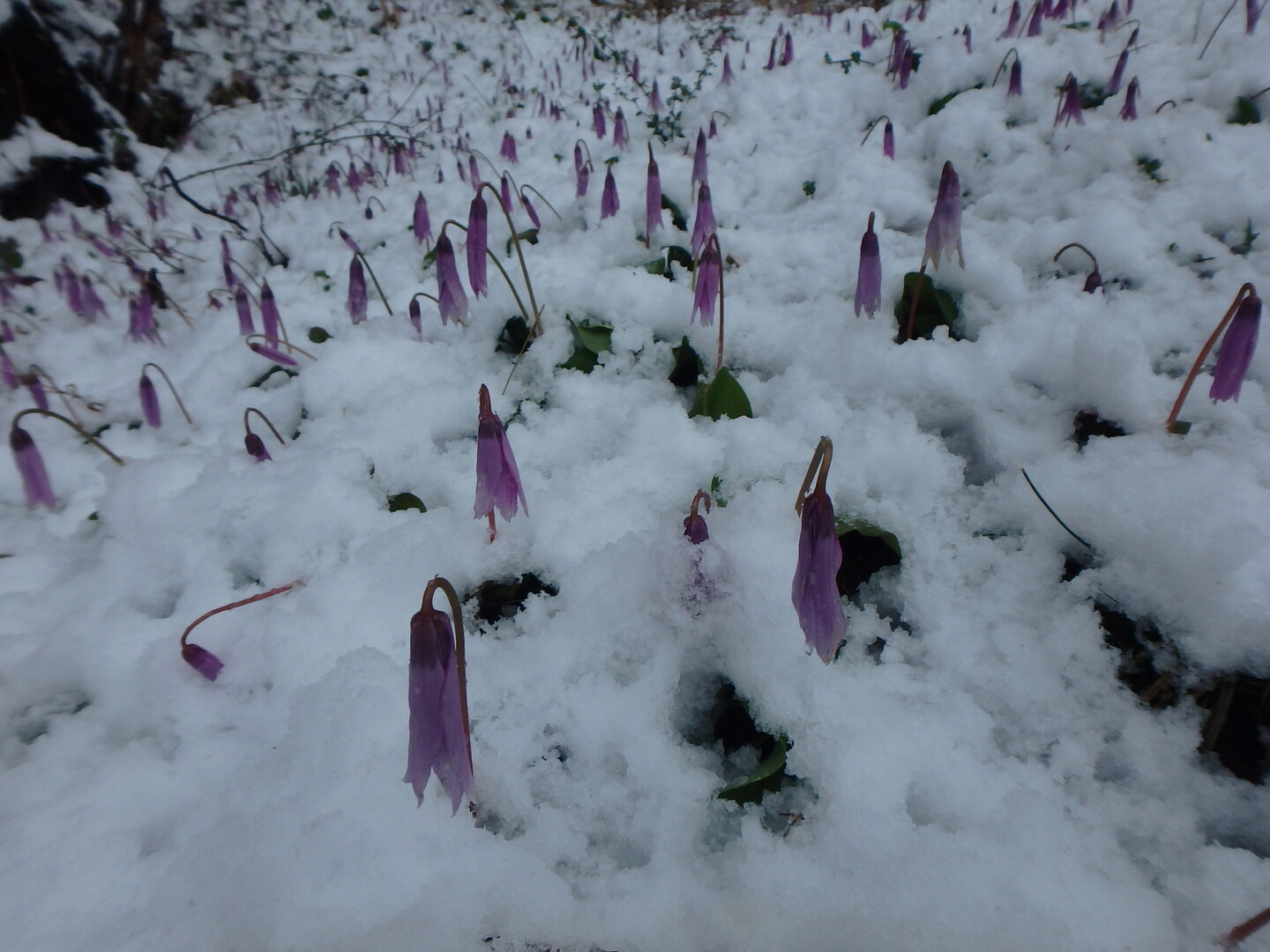 春山なのに新雪の八石山(^o^)！！ / 3110さんの八石山の活動データ | YAMAP / ヤマップ