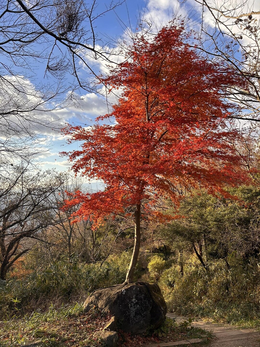 紅葉狩り / Hajime .... Ӟ Live simplyさんの生駒山・神津嶽・大原山の活動データ | YAMAP / ヤマップ