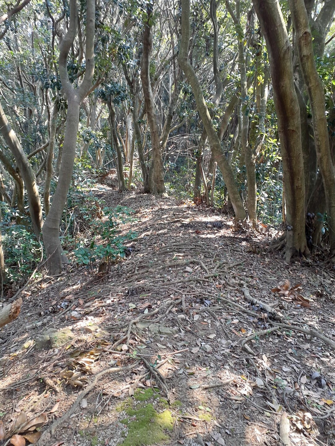 女天ヶ岳・男天ヶ岳 / CASIOPEAさんの柑子岳・天ヶ岳の活動データ | YAMAP / ヤマップ